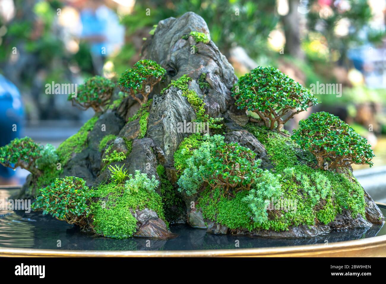 Penjing miniature in a tray in the shape of the stem is shaped create ...