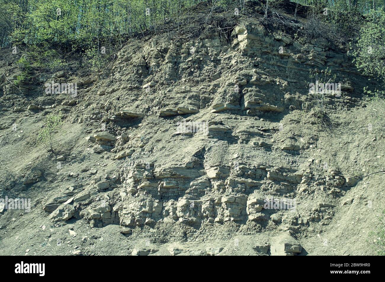 Mountain pine on a steep slope hi-res stock photography and images - Alamy