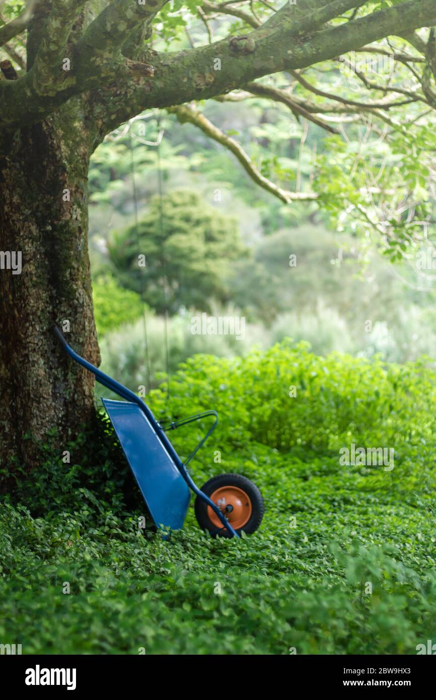 A blue wheelbarrow in a green garden Stock Photo - Alamy