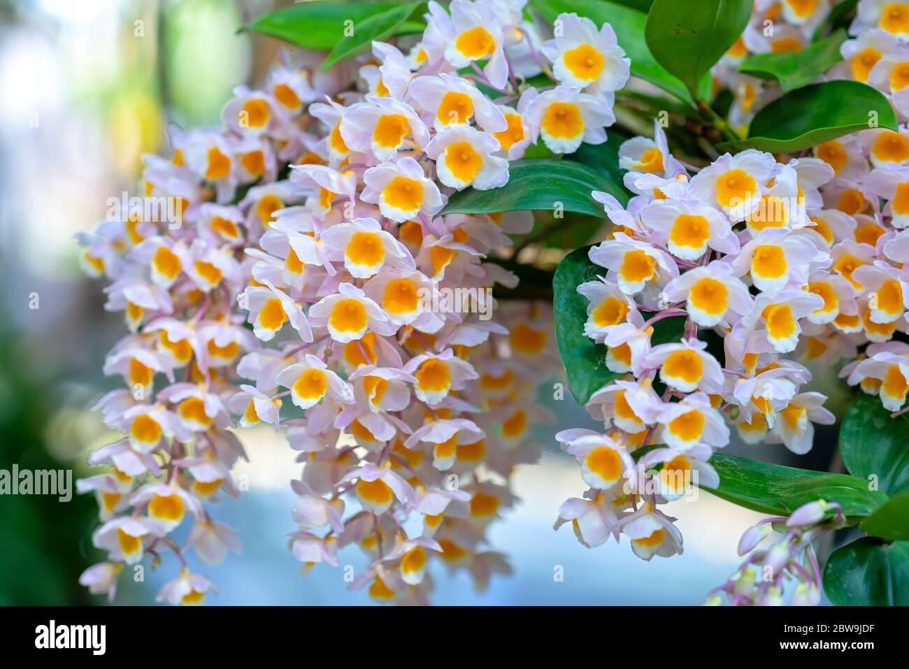 Dendrobium Aphyllum orchids flowers bloom in spring adorn the beauty of ...