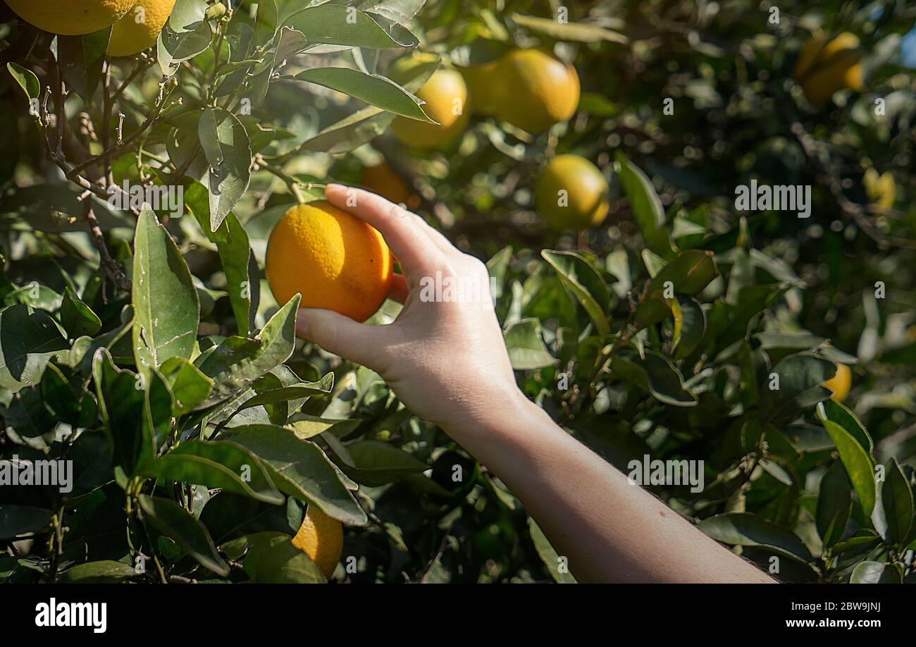 Woman up a tree hi-res stock photography and images - Alamy