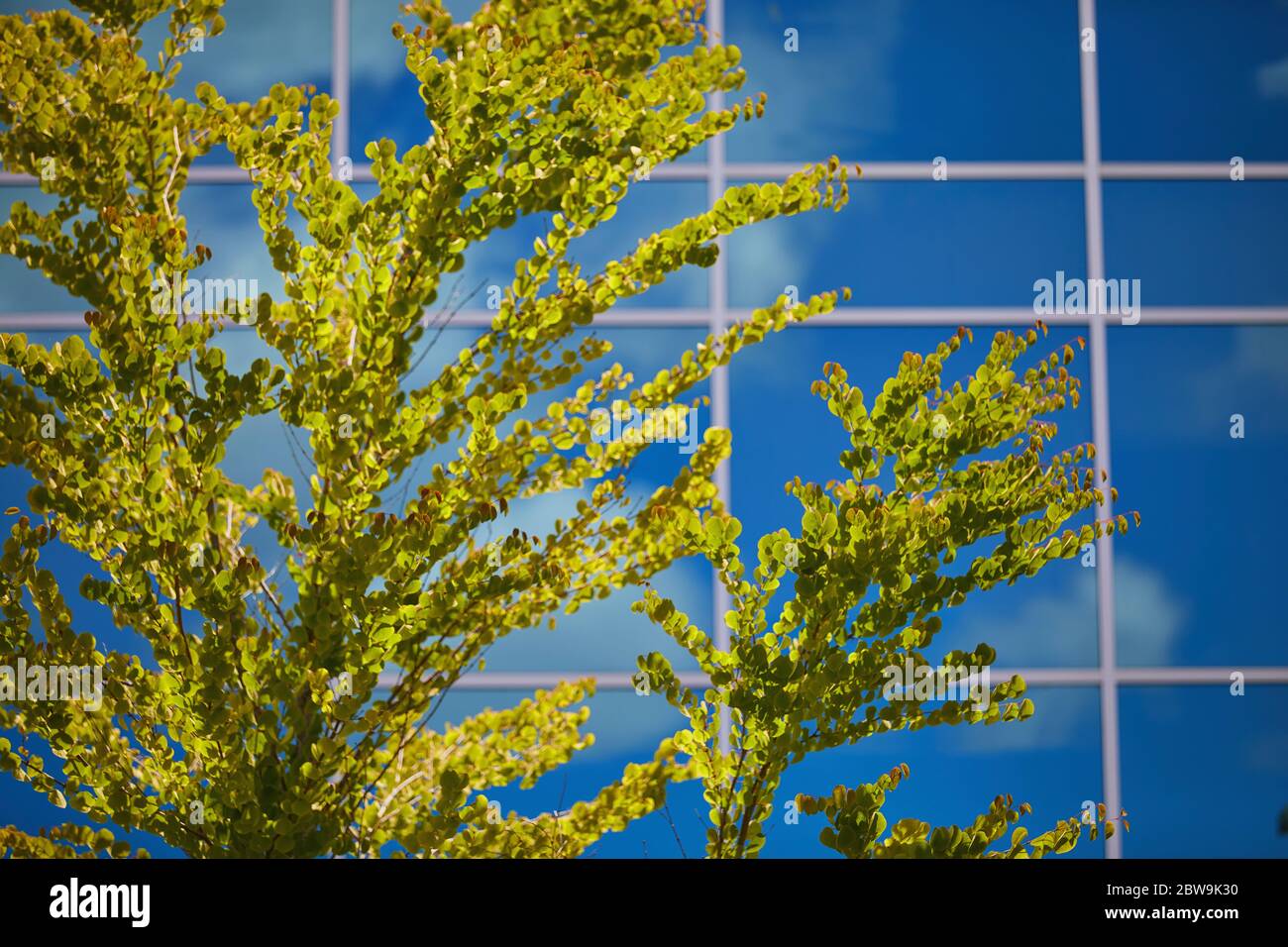Tree reflection glass hi-res stock photography and images - Alamy