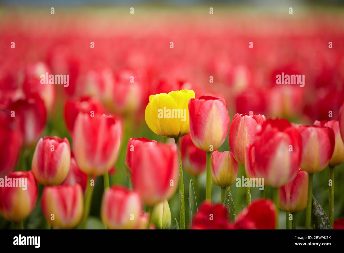 Red ones hi-res stock photography and images - Alamy