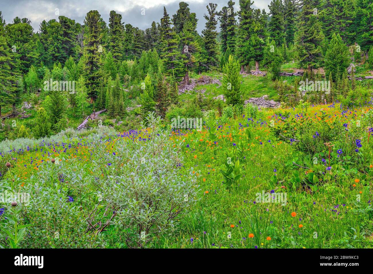 Picturesque summer landscape of blooming alpine meadow with blue ...