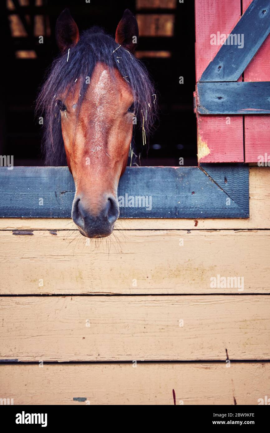 Portrait of horse in stable Stock Photo - Alamy