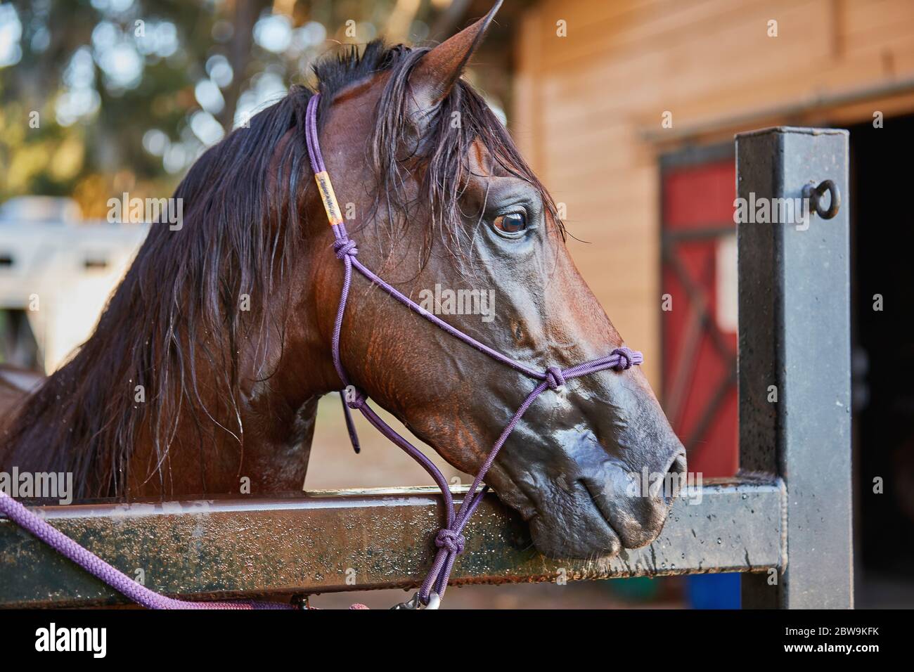 Portrait of horse in corral Stock Photo - Alamy