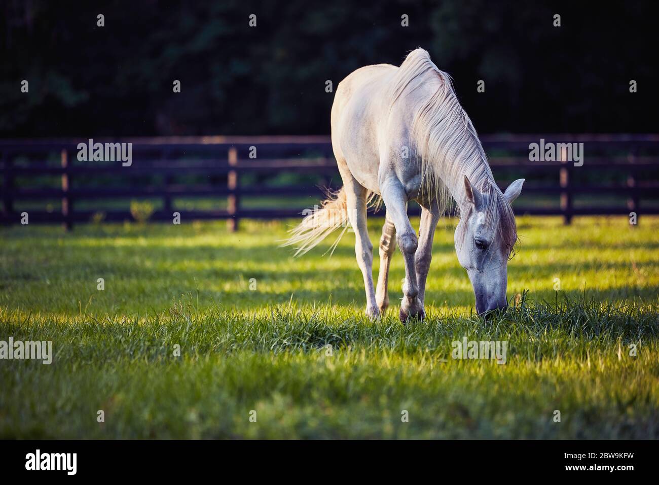 Animals grazing in pasture hi-res stock photography and images - Alamy