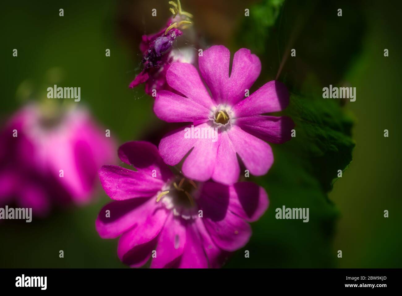 Alpine Red Campion Silene Dioica High Resolution Stock Photography and ...