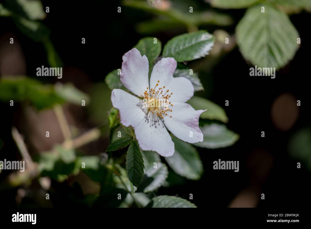 White dog rose hi-res stock photography and images - Alamy