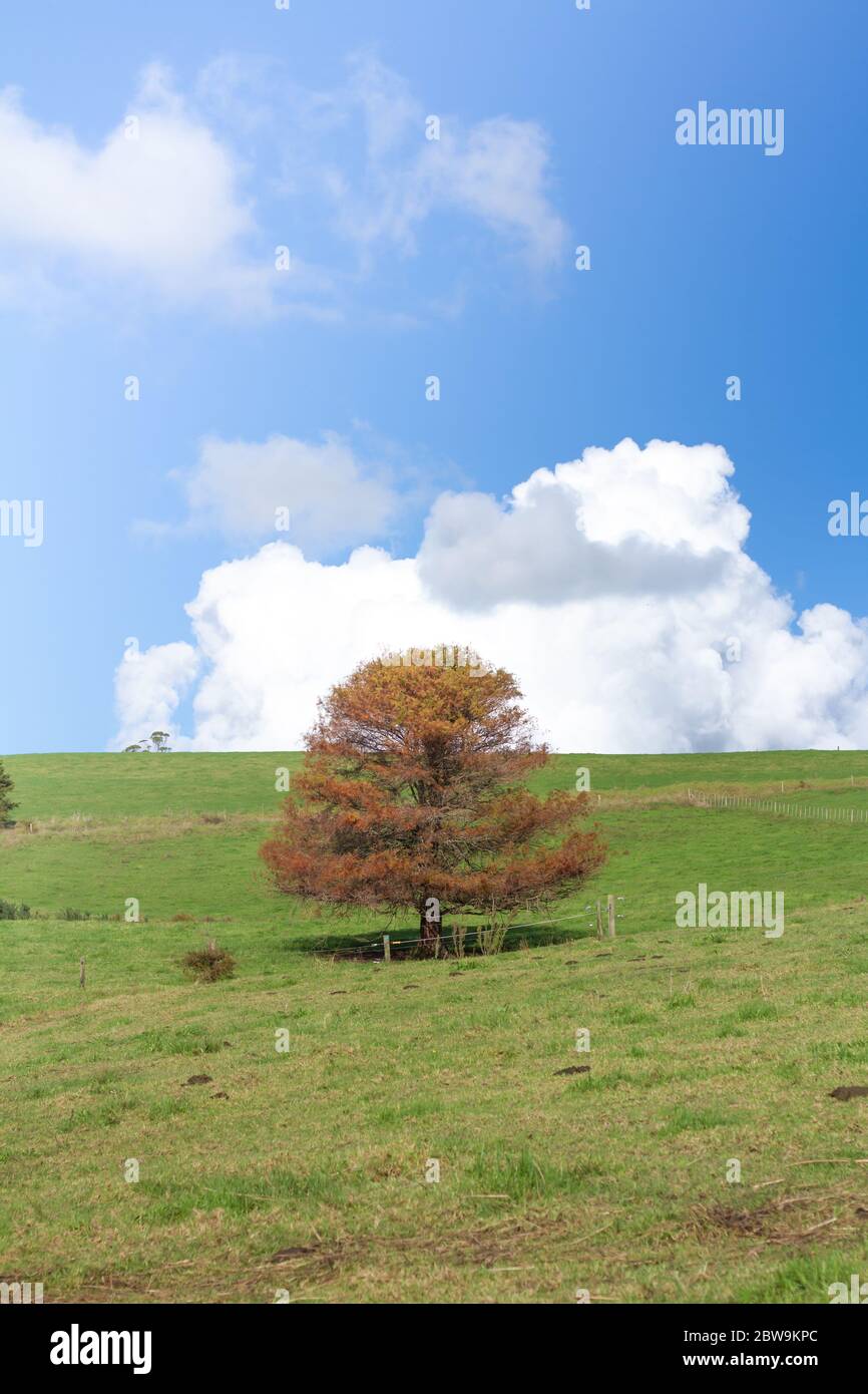 Tree showing off autumnal hi-res stock photography and images - Alamy
