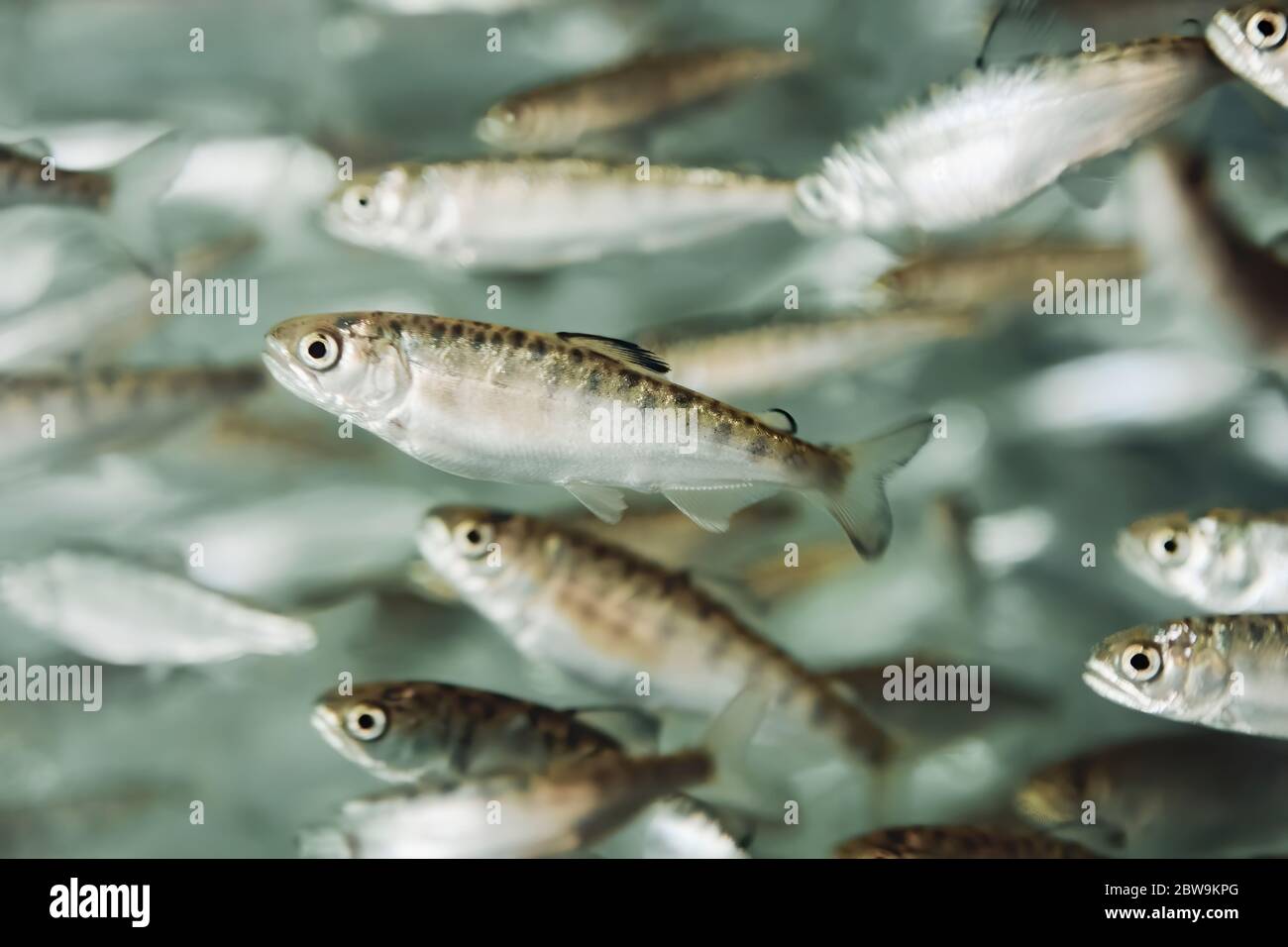 Musical Fish High Resolution Stock Photography and Images - Alamy