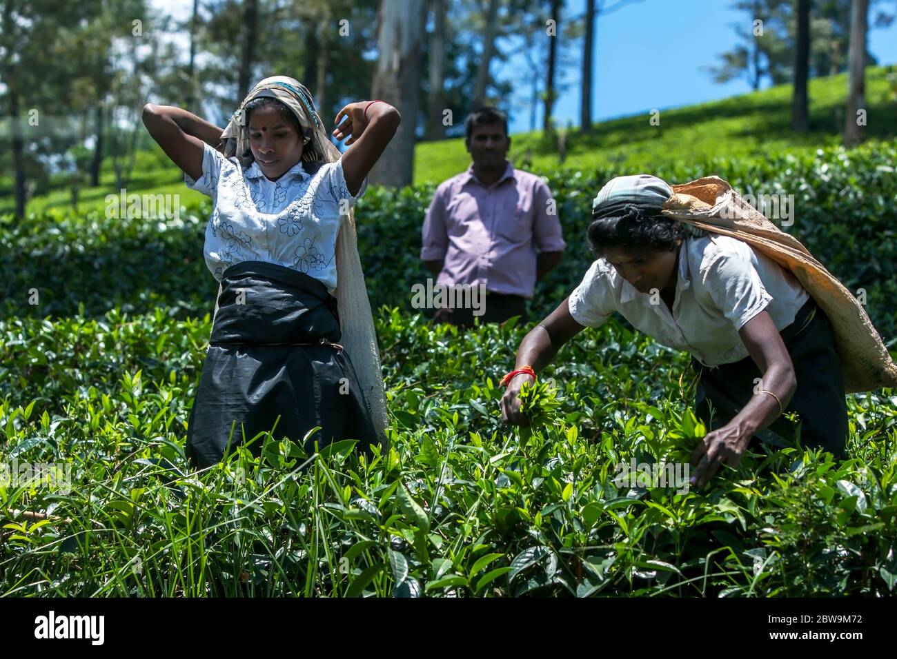 Tamil tea pickers, also known as tea pluckers gather a crop of fresh ...