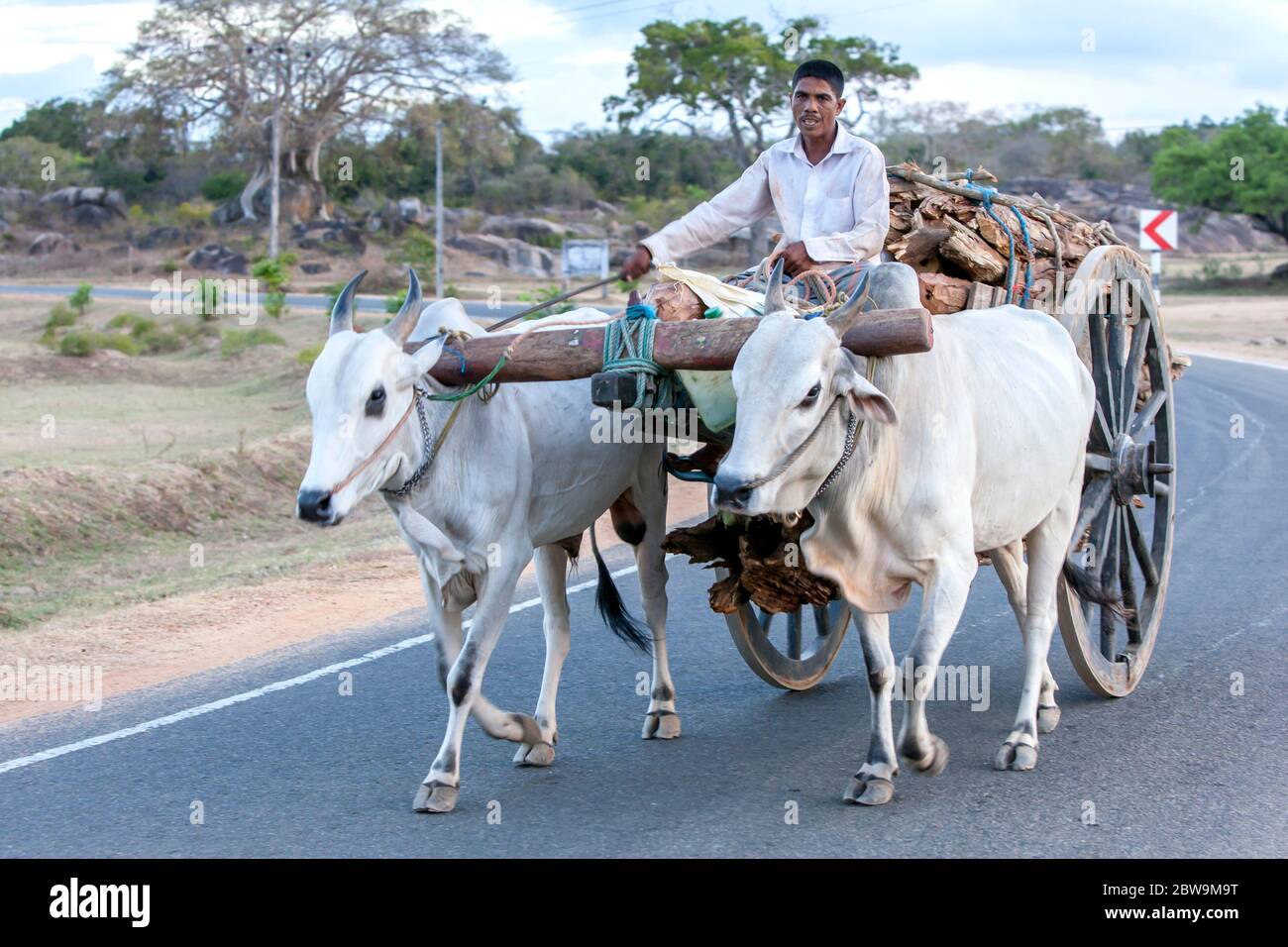 An oxen team pulling a wooden cart loaded with firewood move along a ...
