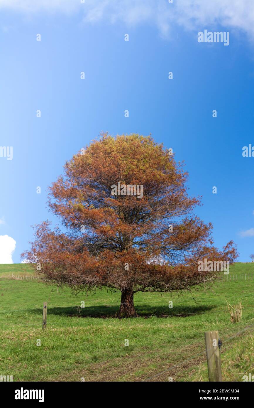 A tree showing off its autumnal colours Stock Photo - Alamy