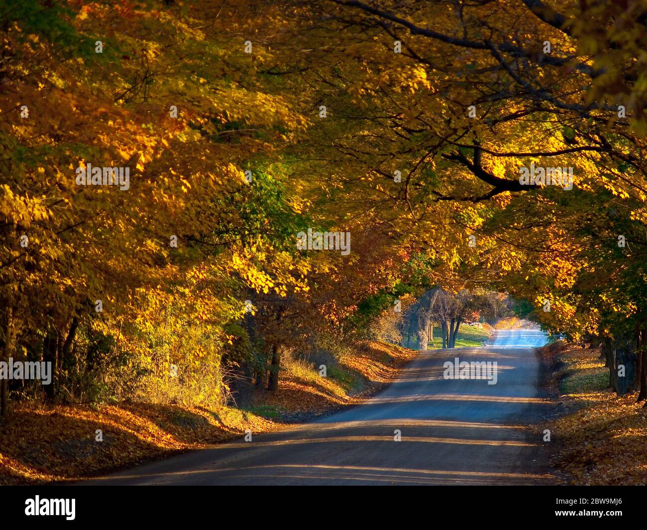 United Kingdom, England, Road in autumn forest Stock Photo - Alamy