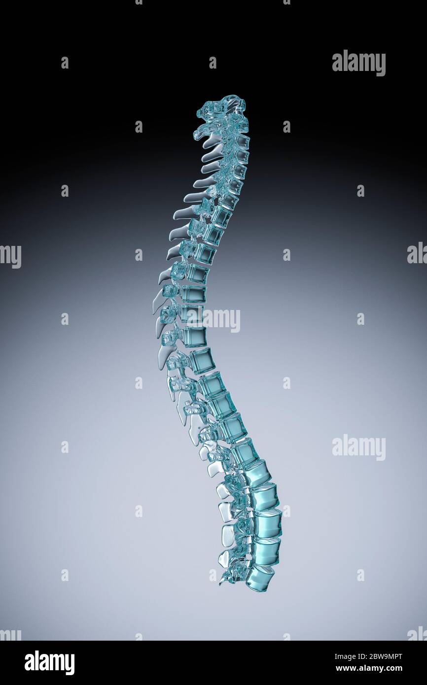 Human spine hi-res stock photography and images - Alamy