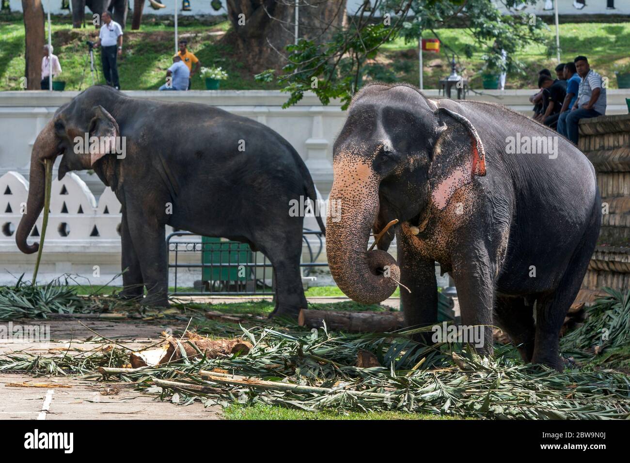 Ceremonial elephants feed within the Temple of the Sacred Tooth Relic ...
