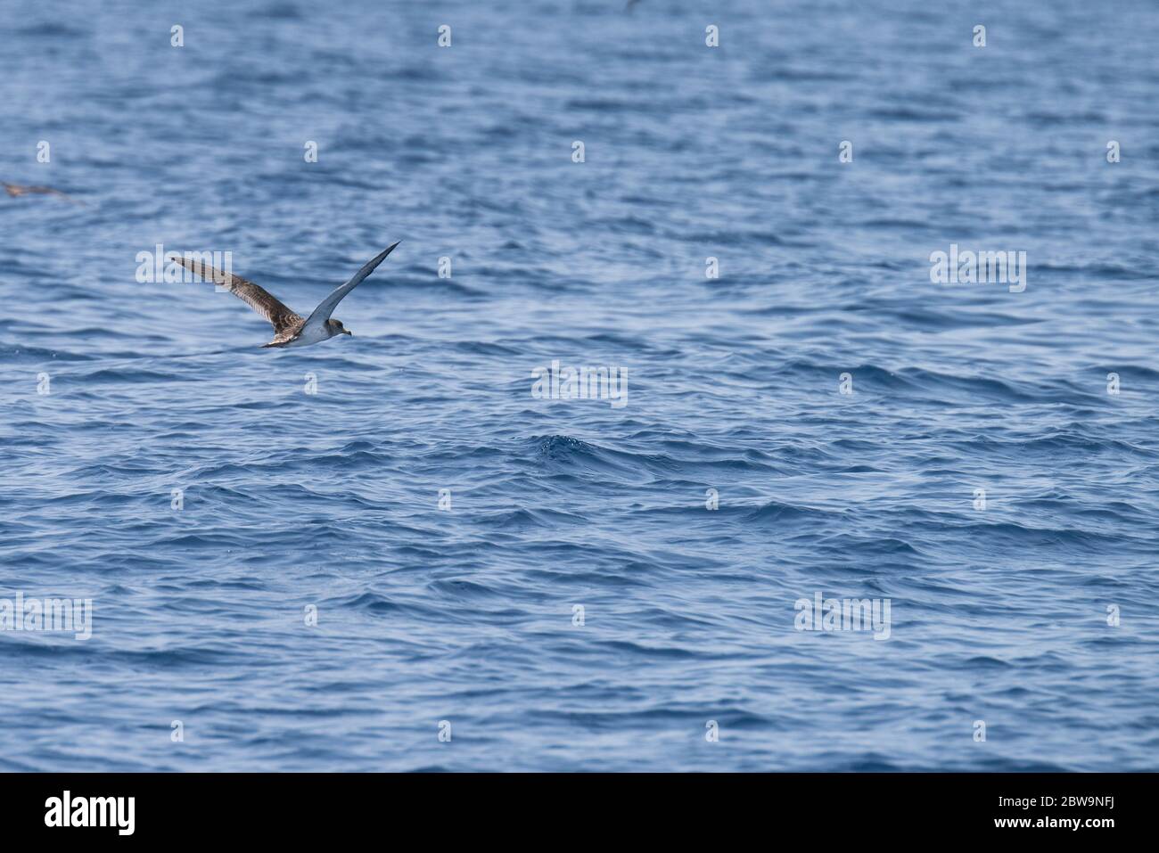 Zembra hi-res stock photography and images - Alamy