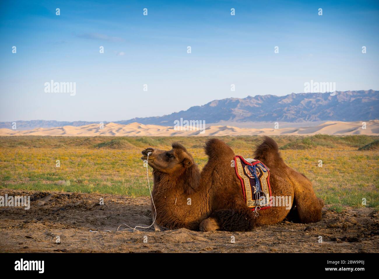 Bactrian camel near Singing Sand Dunes atcKhongoryn Els in the Gobi ...