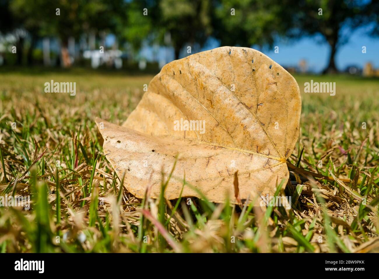 Fallen tree leaf on the grass Stock Photo - Alamy