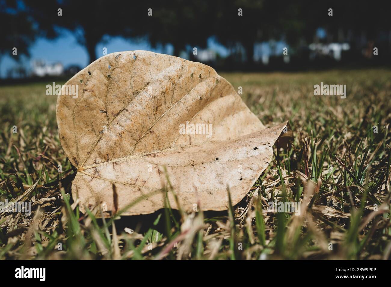 Fallen tree leaf hi-res stock photography and images - Alamy