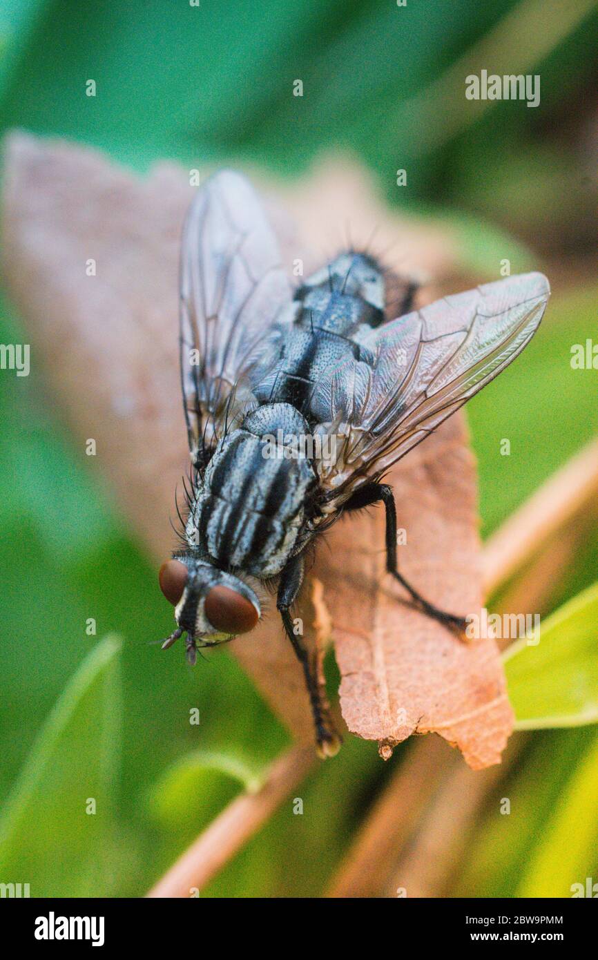 Musca domestica proboscis hi-res stock photography and images - Alamy