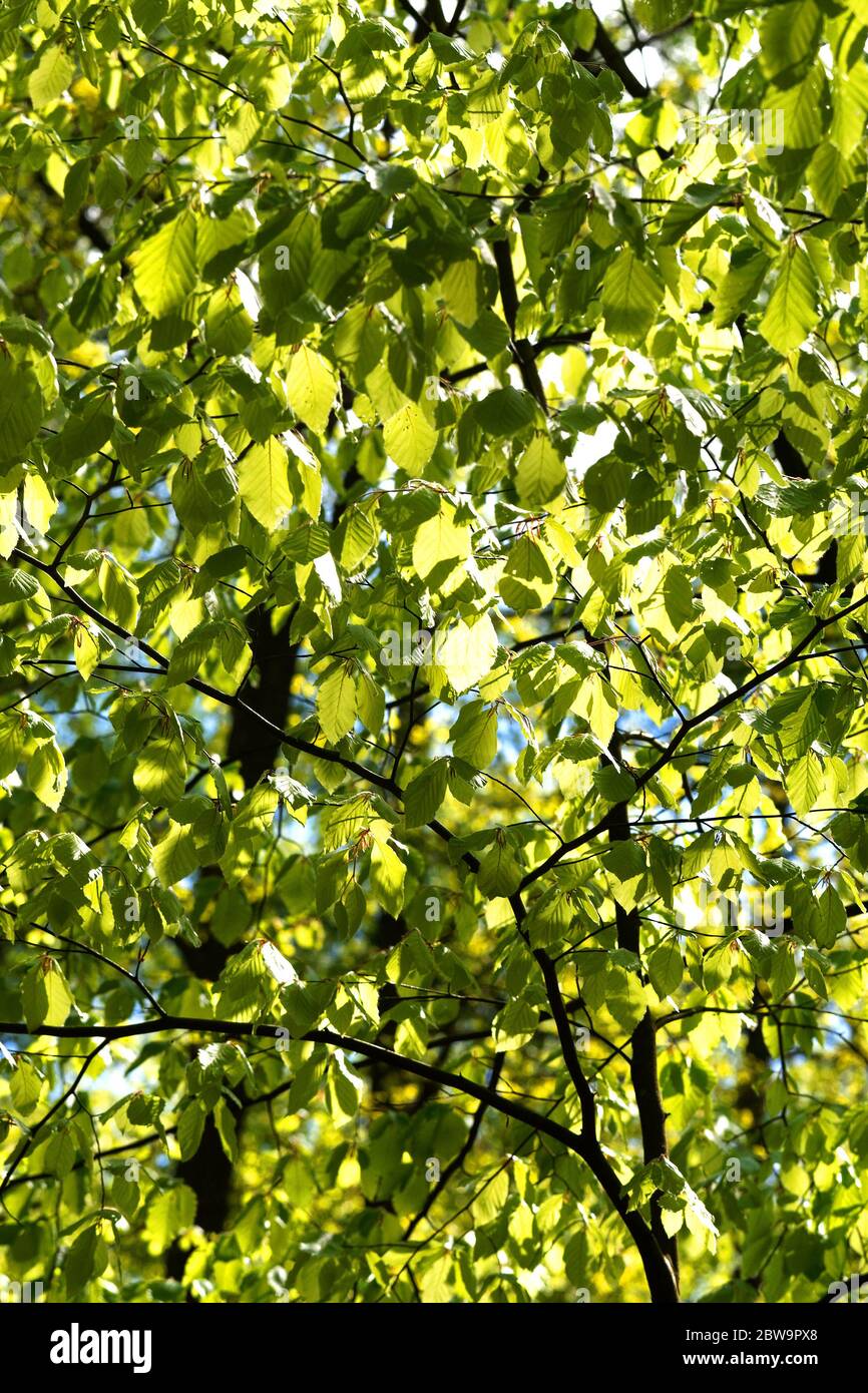 Green leaf texture or leaf background. Tree leaves nature background ...