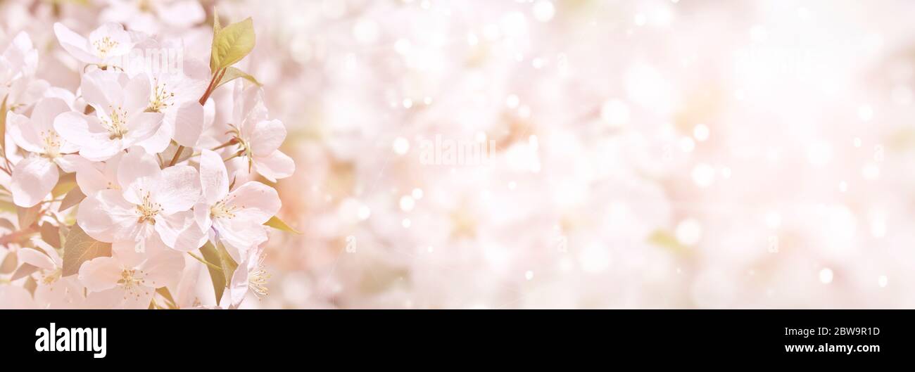 Selective focus. Spring background - white flowers of apple tree ...