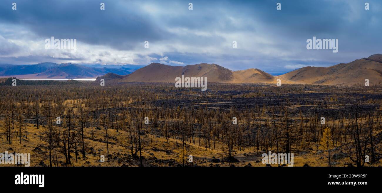 Mongolian Pine High Resolution Stock Photography and Images - Alamy