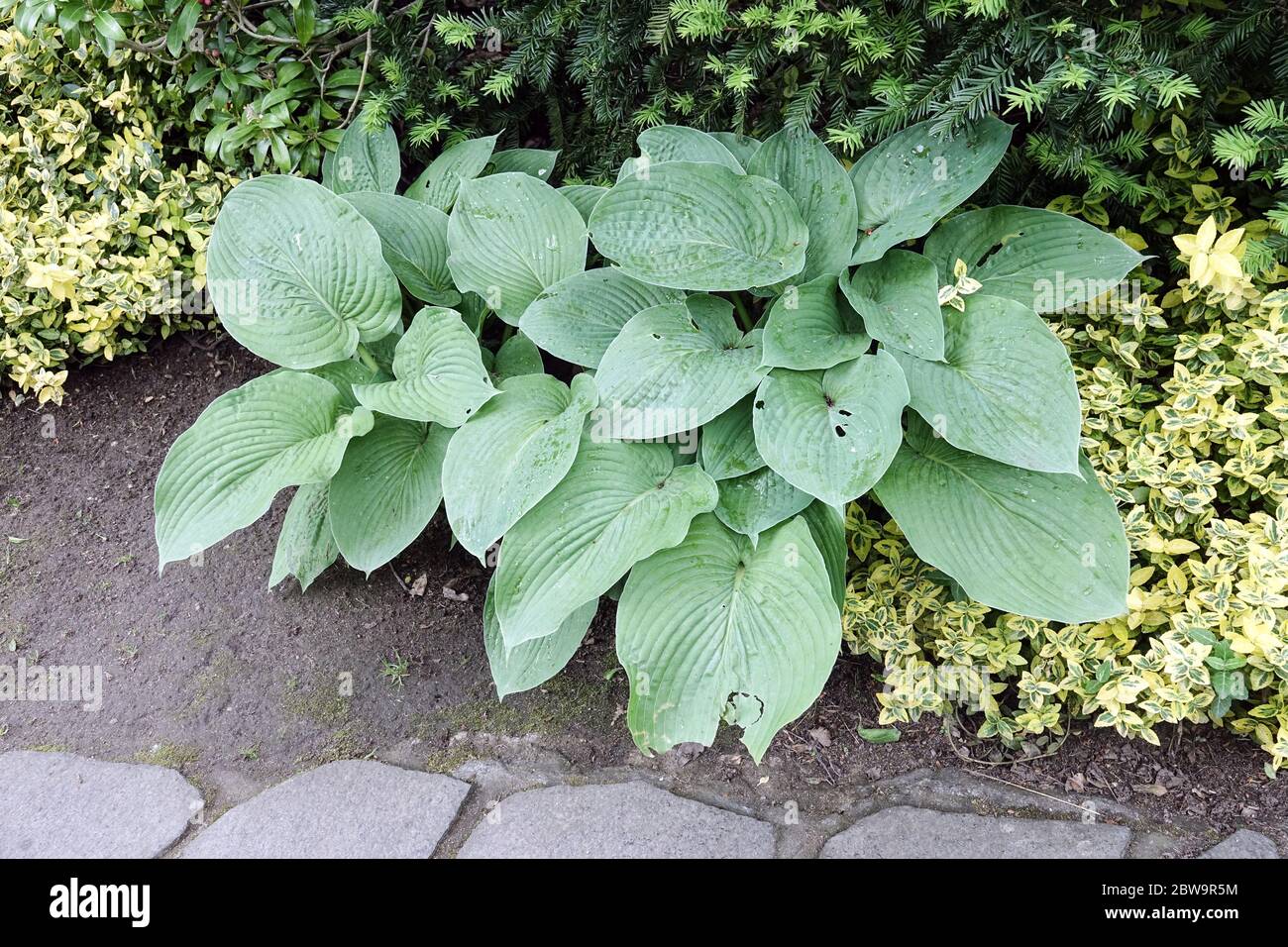 Garden Path Hostas High Resolution Stock Photography and Images - Alamy