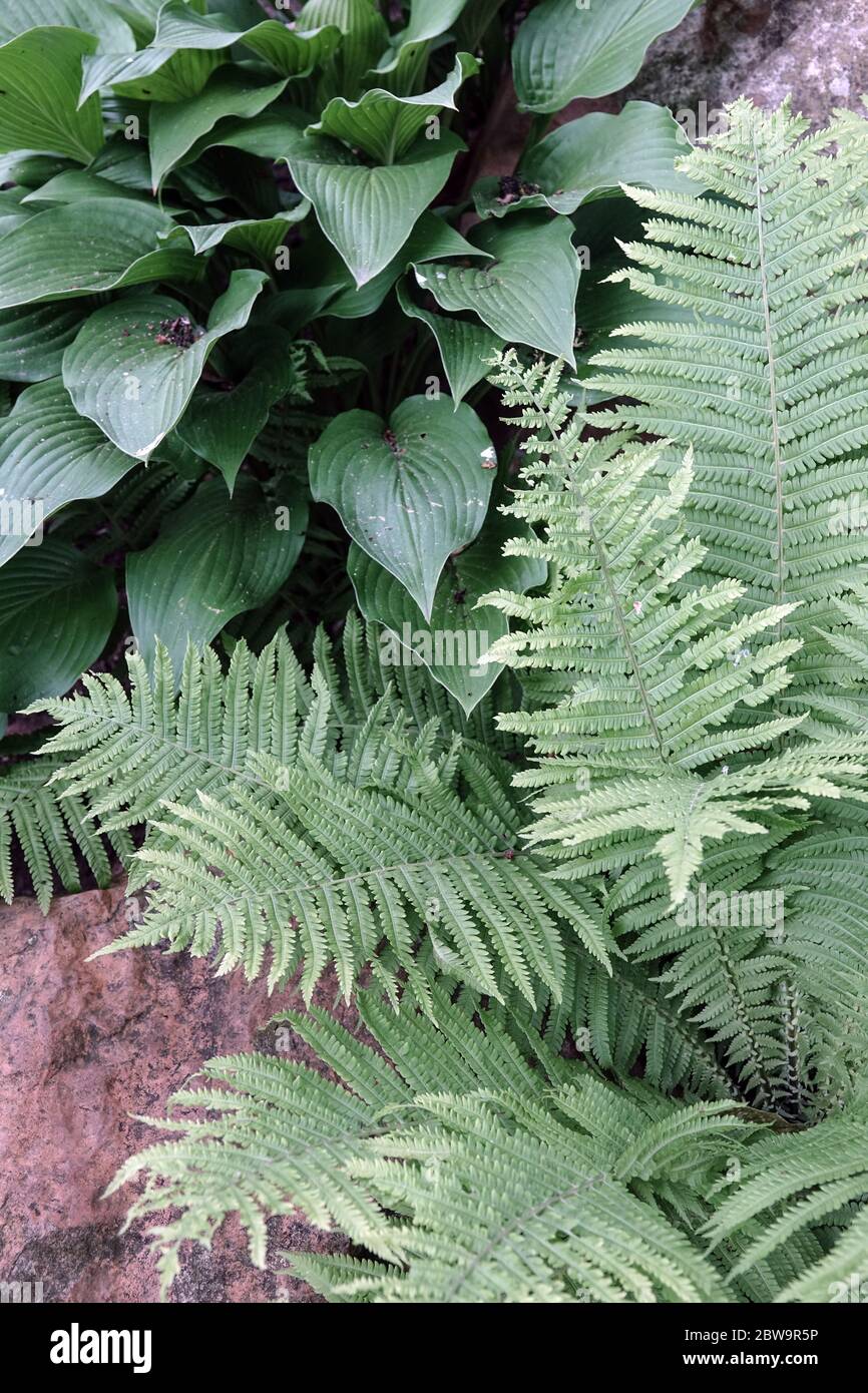 Hostas and ferns hi-res stock photography and images - Alamy