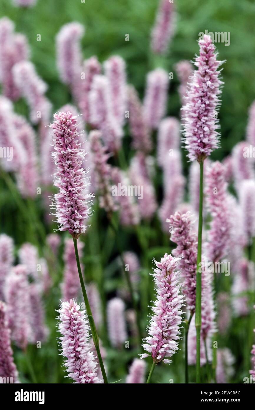 Dragonwort Bistorta officinalis "Superba" Snake weed Persicaria superba ...