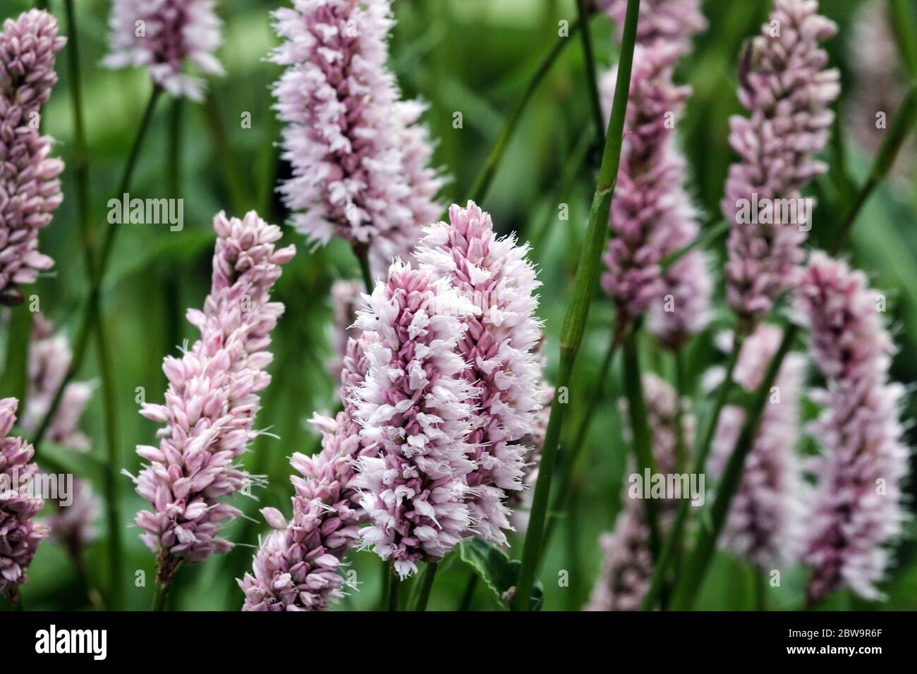 Bistorta Officinalis Superba High Resolution Stock Photography and ...