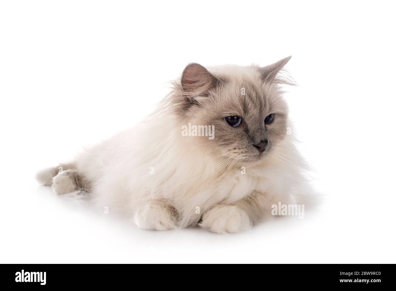 birman cat in front of white background Stock Photo - Alamy