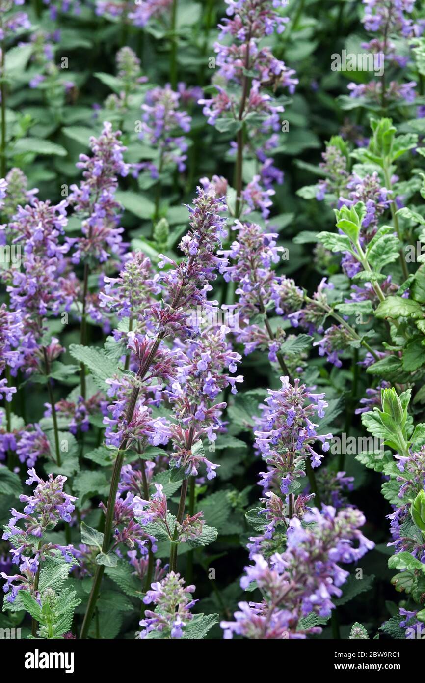 Blue nepeta hi-res stock photography and images - Alamy