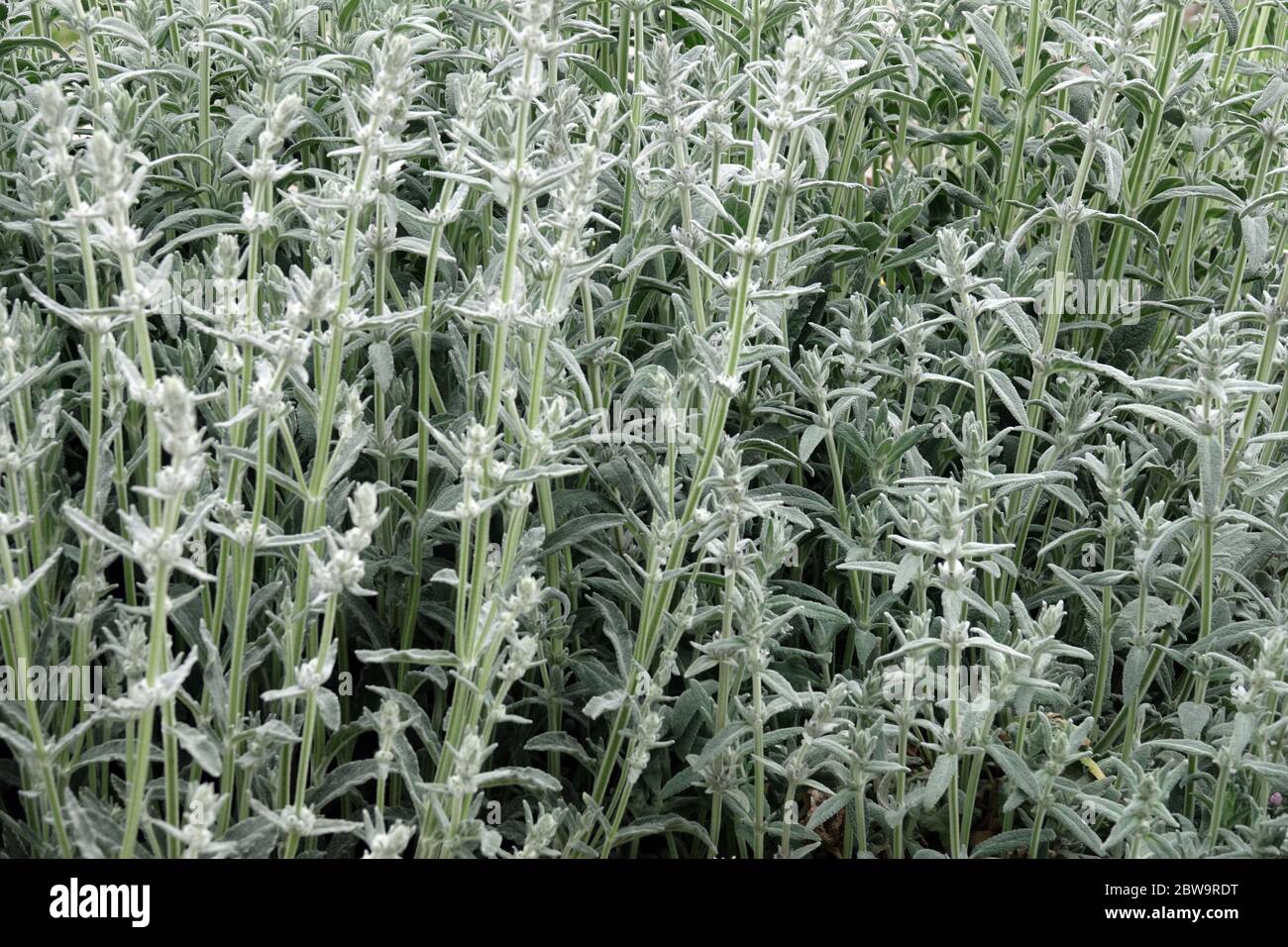 Sideritis Plants High Resolution Stock Photography and Images - Alamy