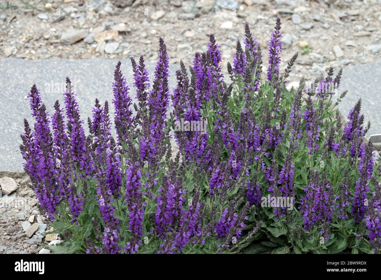 Sage Salvia nemorosa "Marcus Stock Photo - Alamy
