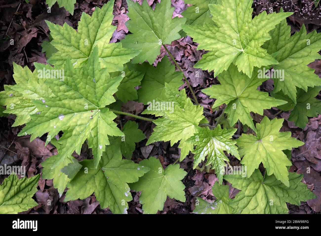 Long petiolate hi-res stock photography and images - Alamy