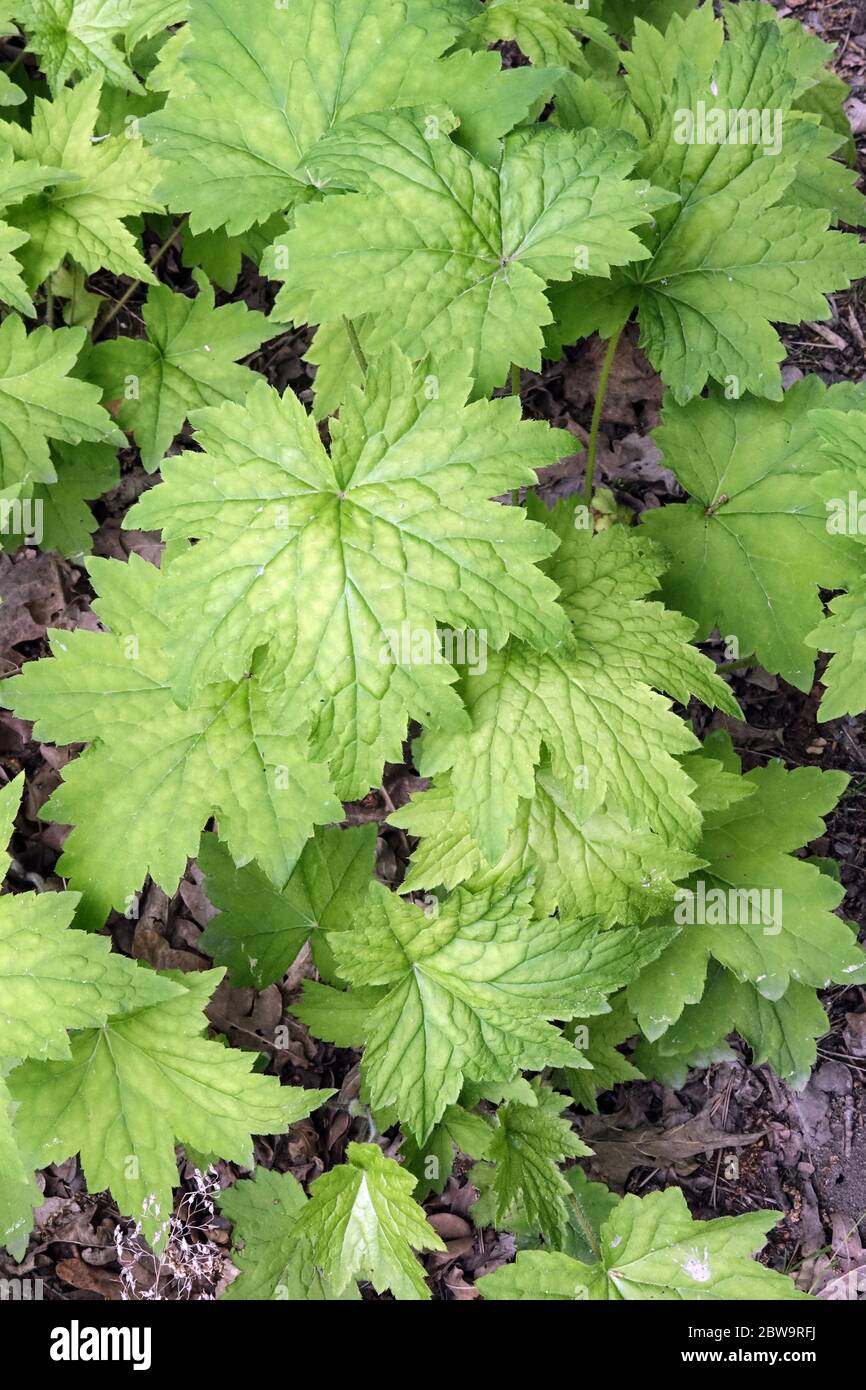 Hairy Alumroot Heuchera villosa "Arkansana" Heuchera Leaves Long ...