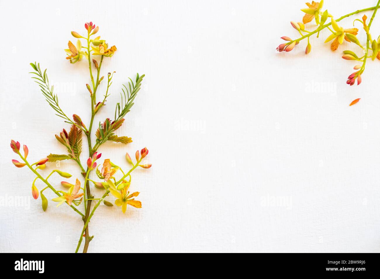 tamarind flower herbal plant local flora of asia in spring season ...