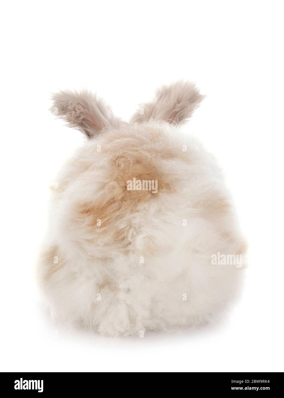 English Angora in front of white background Stock Photo - Alamy
