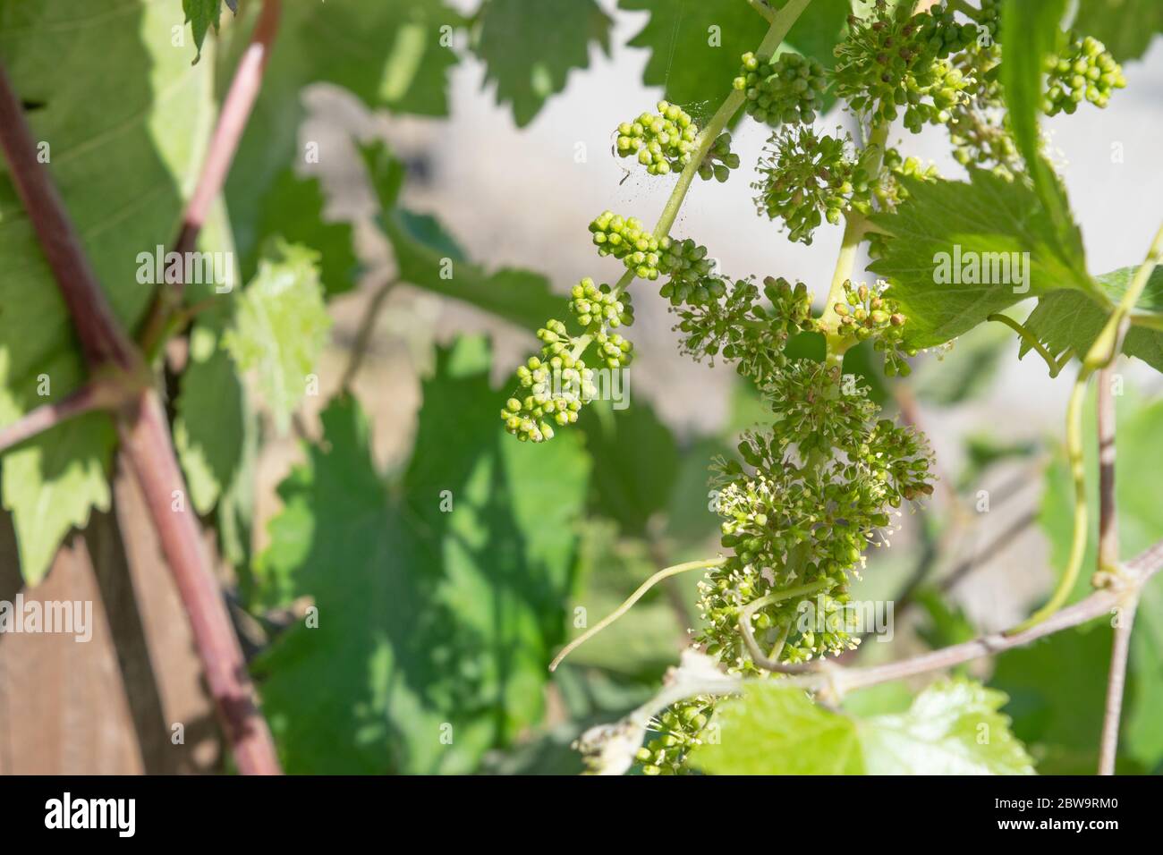 grape plant for wine with small green grapes Stock Photo - Alamy