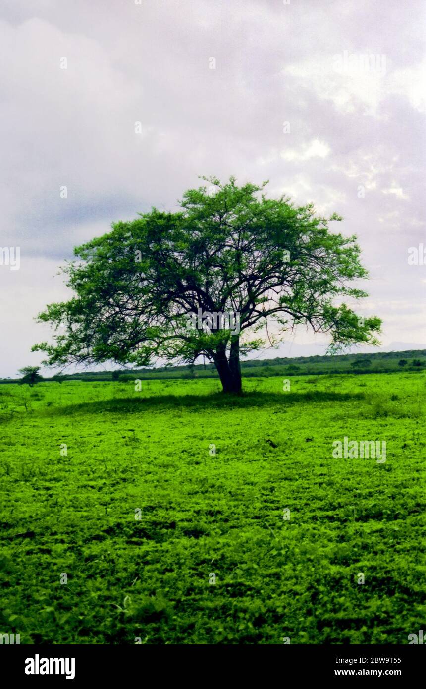 Indian jujube tree (Ziziphus mauritiana) on Bekol savanna in Baluran ...