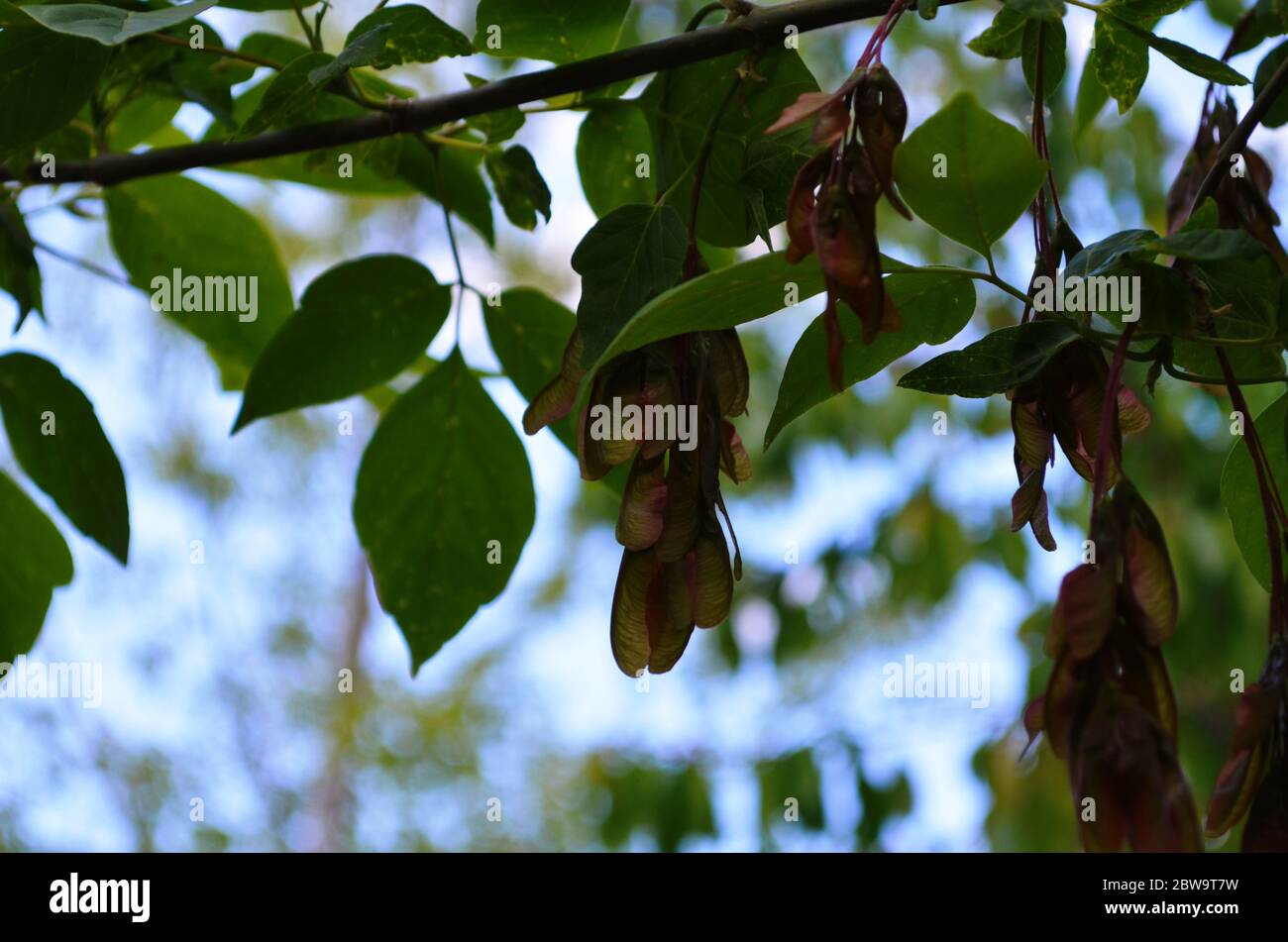Helicopter Seeds High Resolution Stock Photography and Images - Alamy