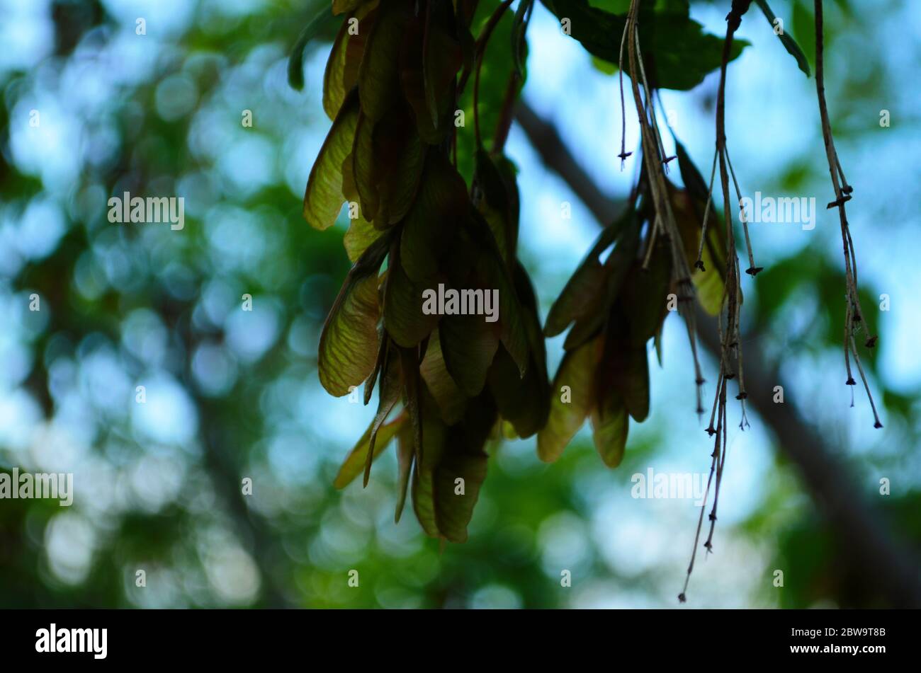 Helicopter seeds hi-res stock photography and images - Alamy