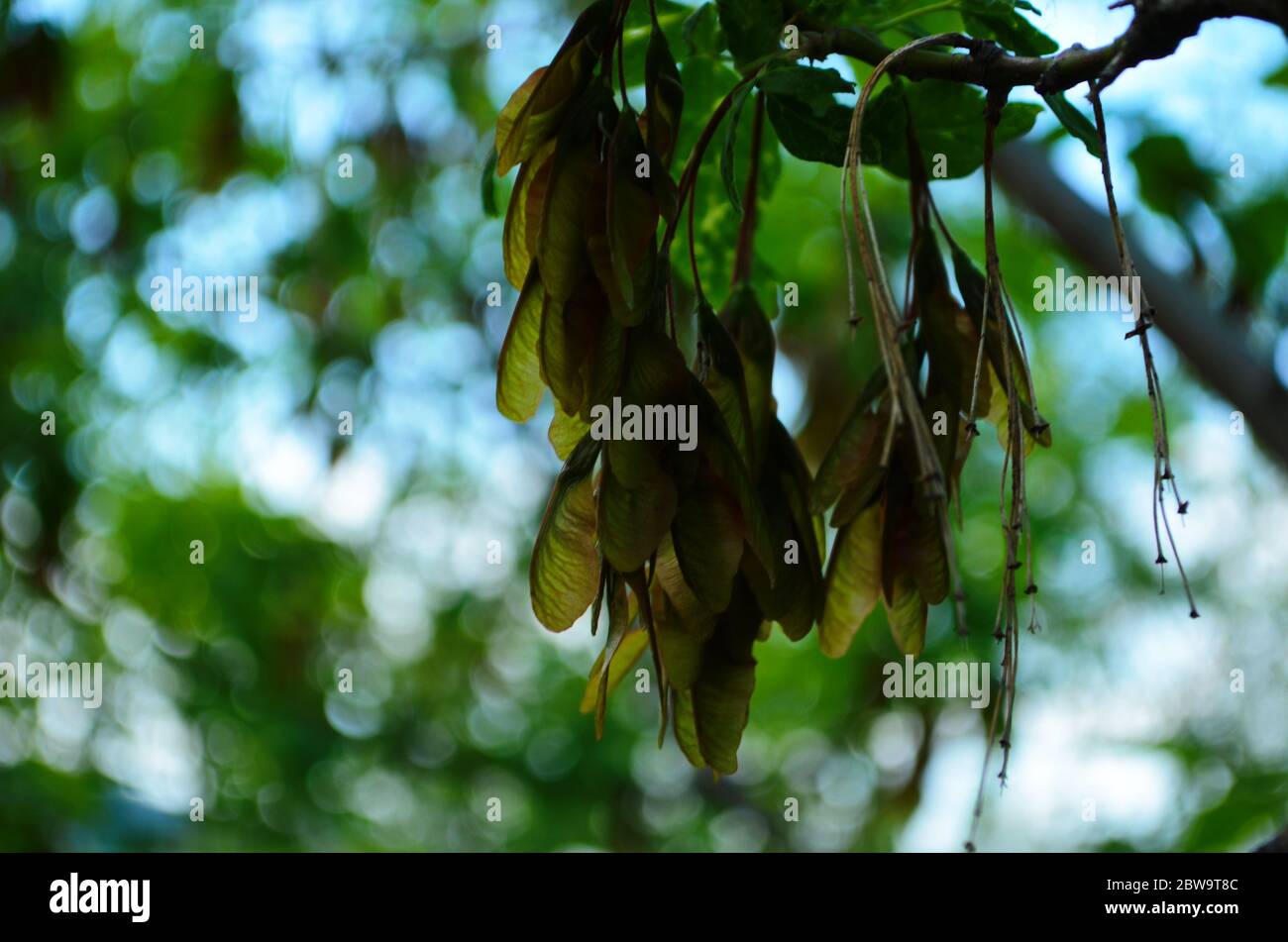 Helicopter seeds hi-res stock photography and images - Alamy