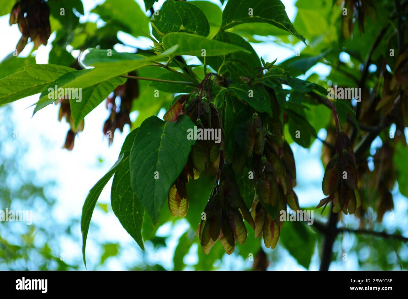 Helicopter seeds hi-res stock photography and images - Alamy