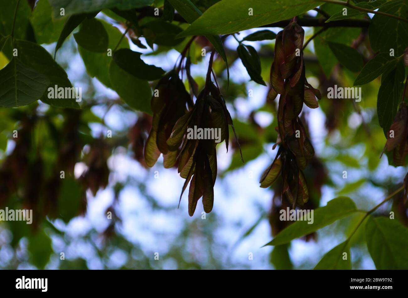 Common Ash Leaf High Resolution Stock Photography and Images - Alamy