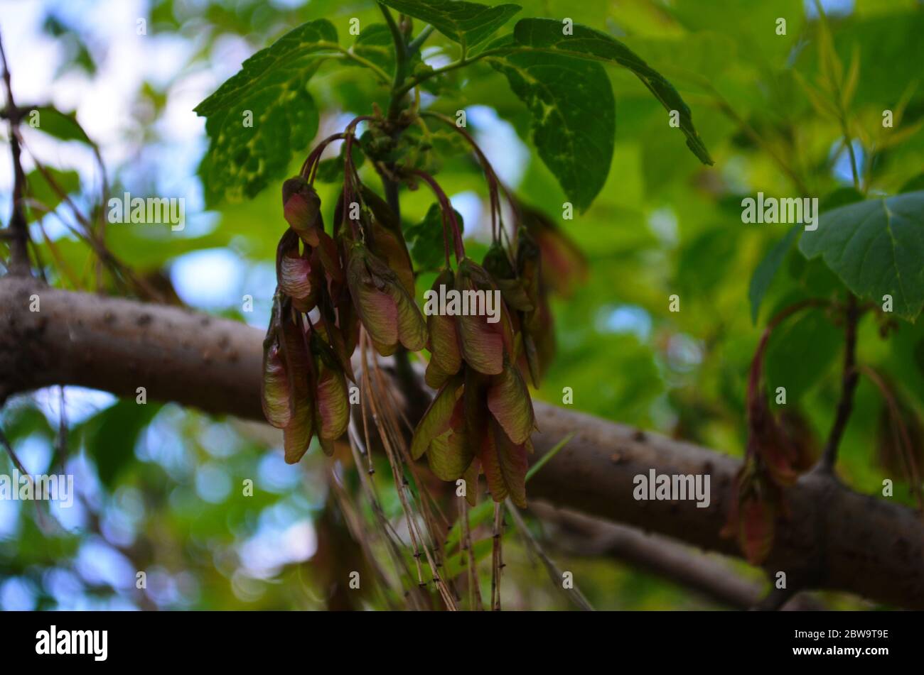Helicopter seeds hi-res stock photography and images - Alamy