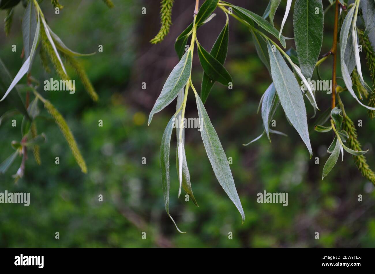 Young Weeping Willow Tree High Resolution Stock Photography and Images ...